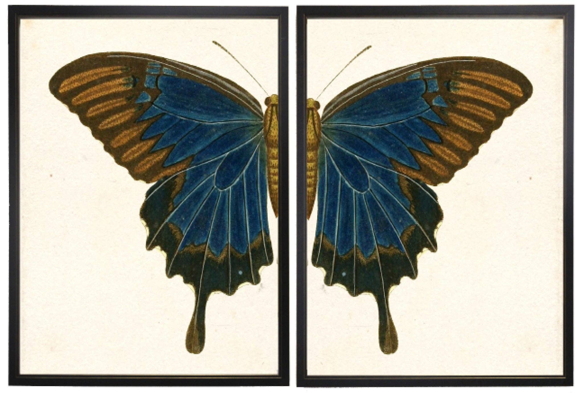 Diptych Blue And Brown Butterfly